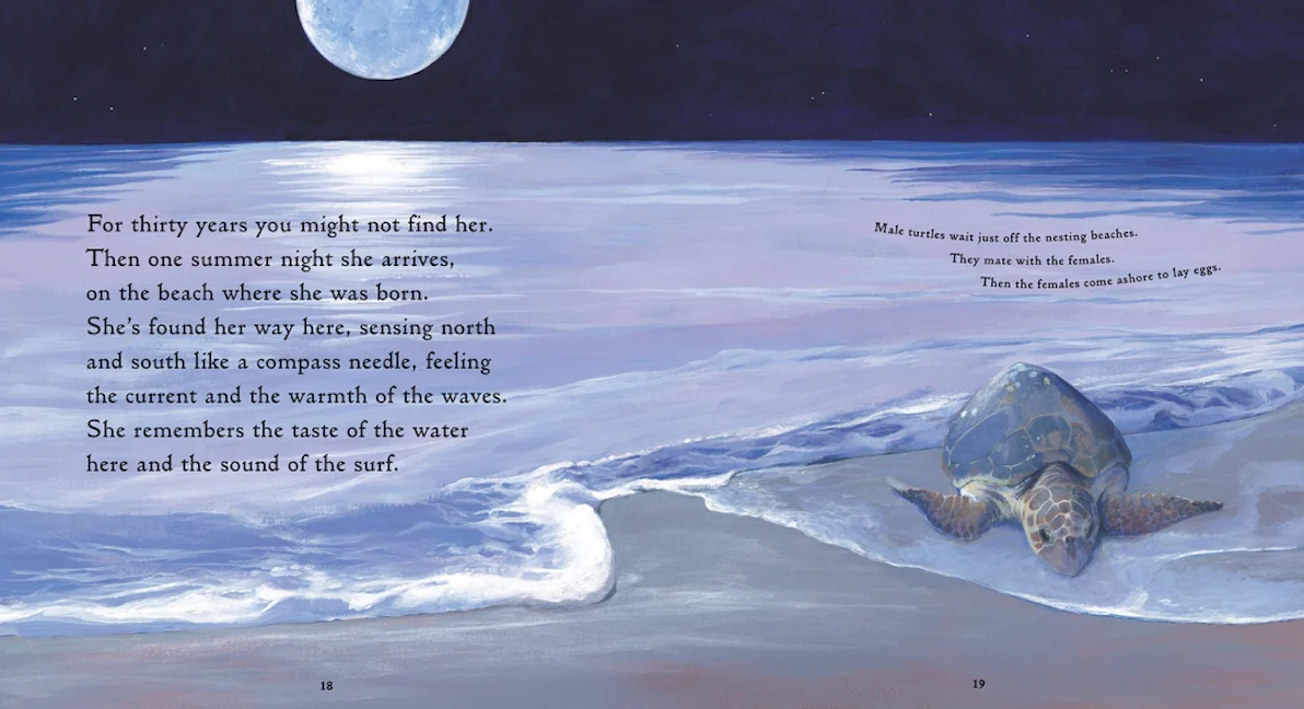 One Tiny Turtle - Candlewick Press