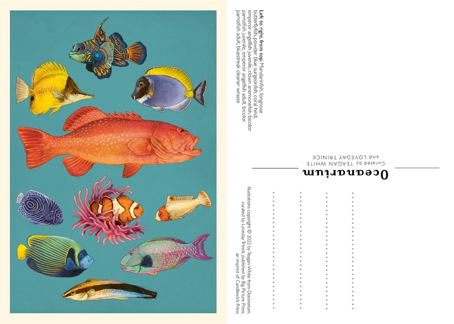 Oceanarium Postcard Box Set - Candlewick Press
